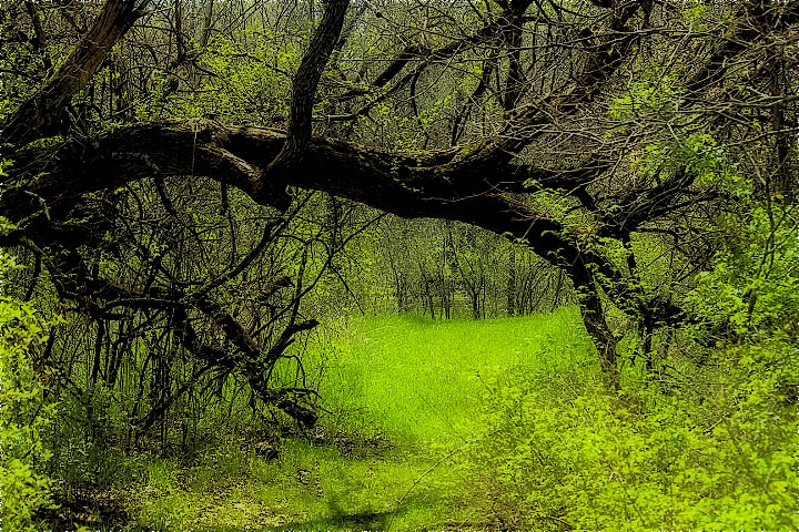 When Great Trees Fall | Maverick Mist