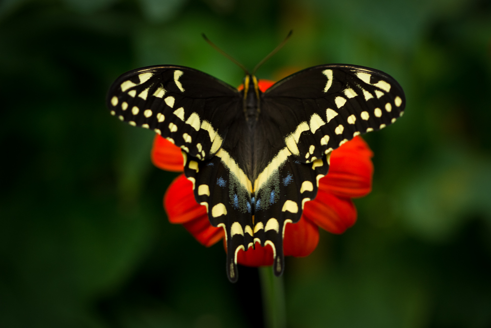 Mariposa | Maverick Mist