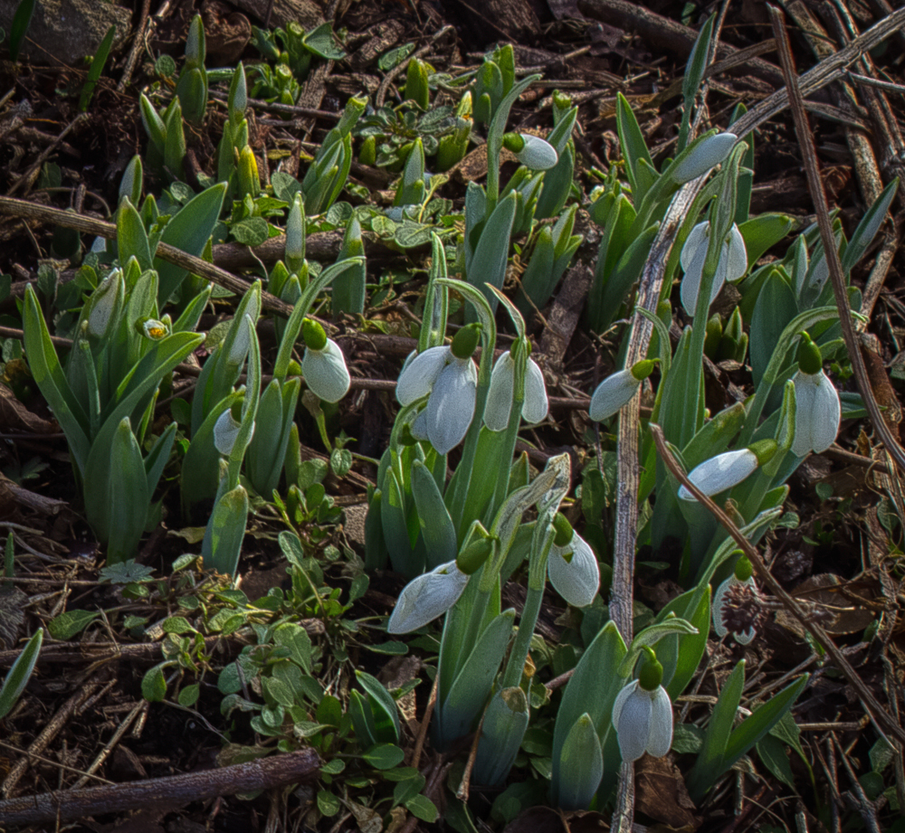 The Snowdrop | Maverick Mist