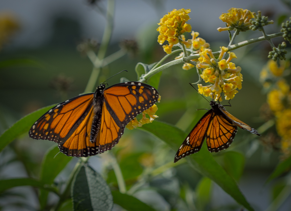 Autumn Butterfly ~ | Maverick Mist