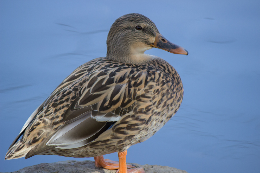 The Duck | Maverick Mist