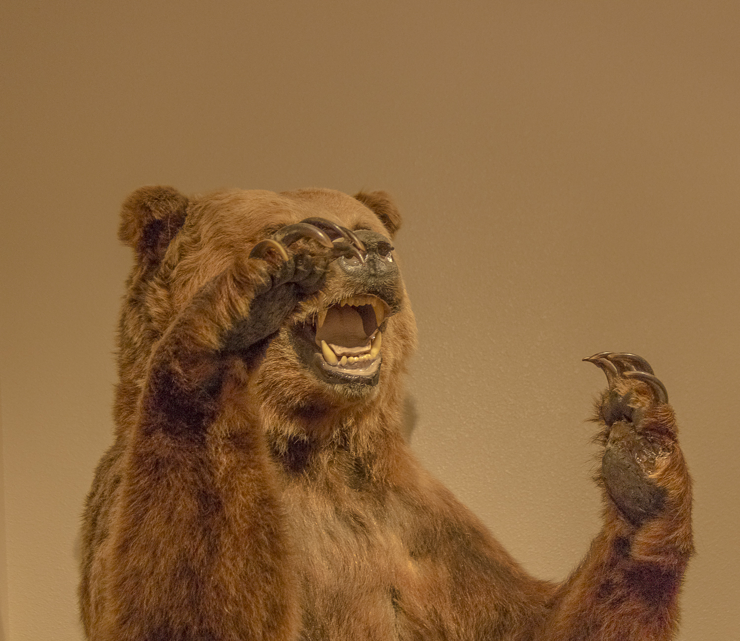 The Bear ~ | Maverick Mist