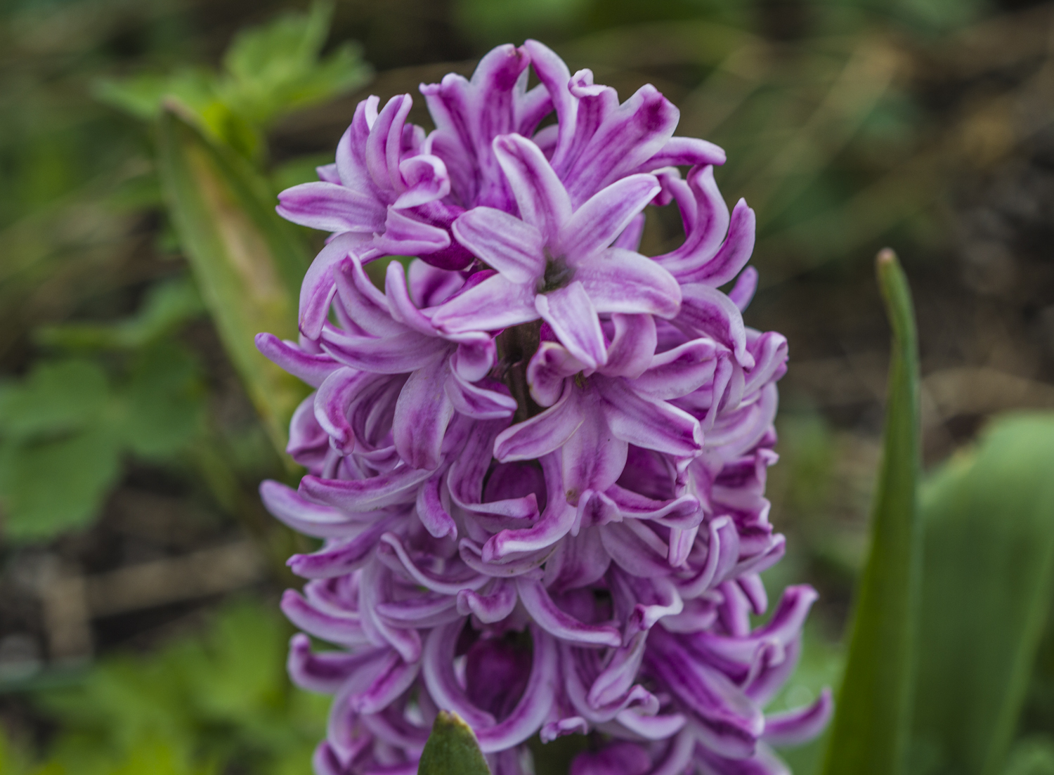 Hyacinth ~ | Maverick Mist