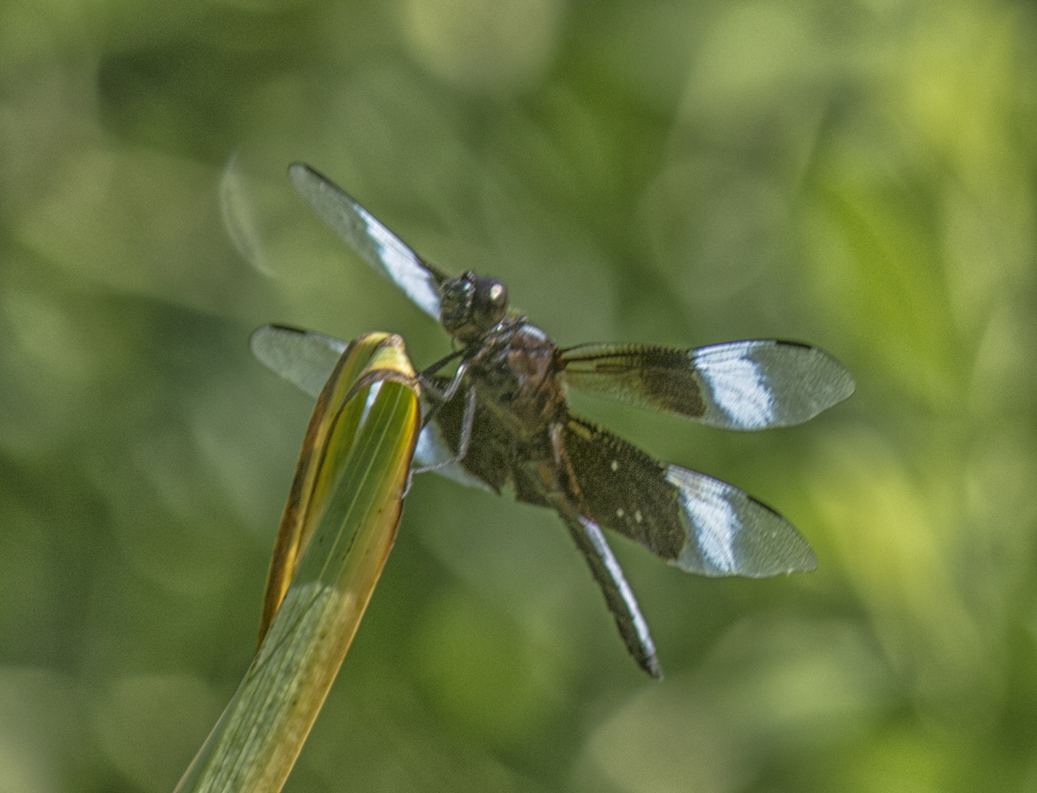 Dragonflies and Angels ~ | Maverick Mist